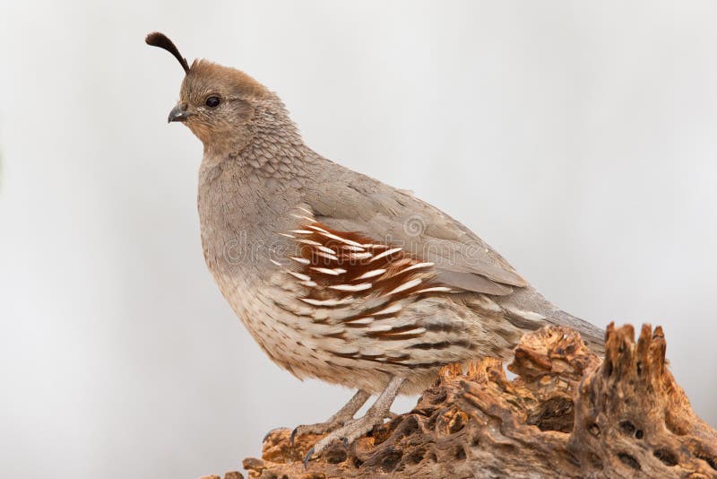 Gamble s Quail stock image. Image of gamble, plume, gambelii - 19278269