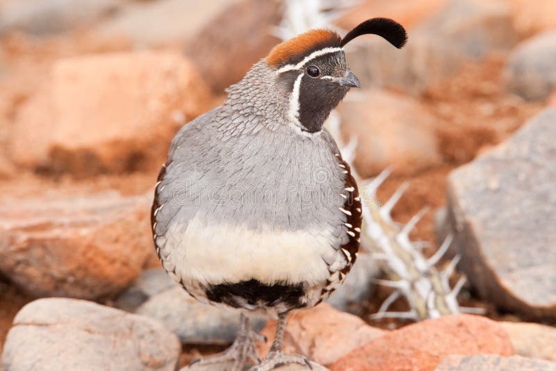 Gamble s Quail stock photo. Image of inquisitive, redhead - 19247154