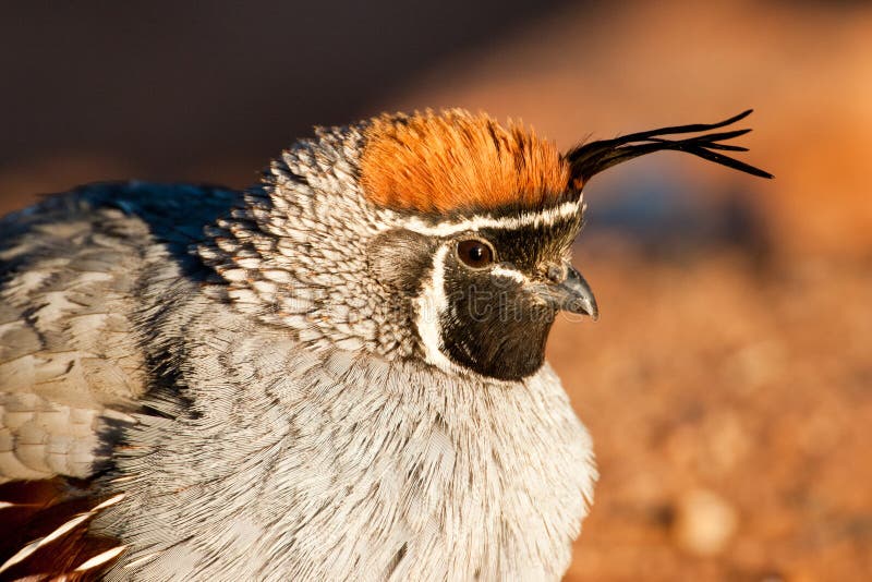 Gamble s Quail stock photo. Image of inquisitive, redhead - 19247154