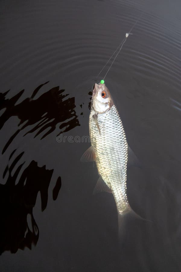 Rig Bottom Fishing Lake Stock Photos - Free & Royalty-Free Stock Photos ...