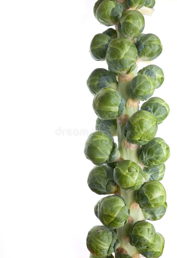 Gambo Di Cavolo Di Bruxelles Immagine Stock - Immagine di alimento ...