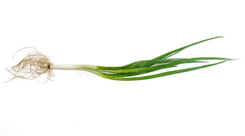 Gambo della cipolla verde immagine stock. Immagine di favorevole - 54097667