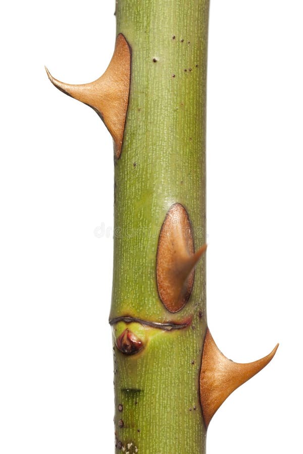 Gambo di rosa fotografia stock. Immagine di tagliente - 23075788