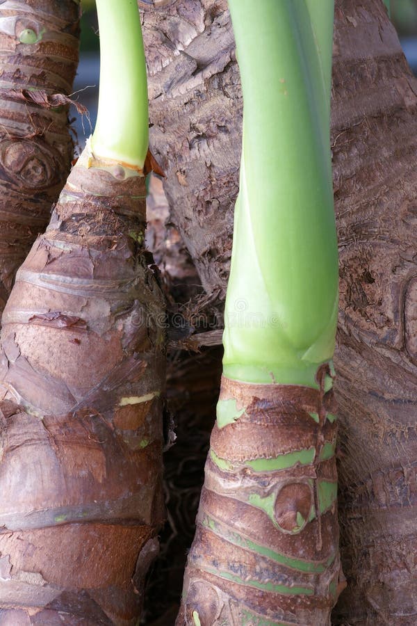 Gambo di Monstera immagine stock. Immagine di ornamentale - 23057759