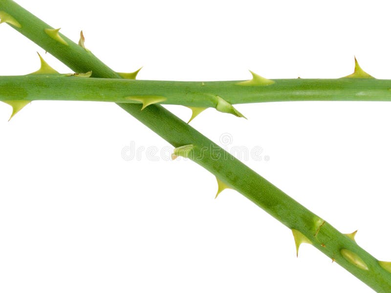 Gambo Di Una Rosa Con I Prickles Fotografia Stock - Immagine di filiale ...