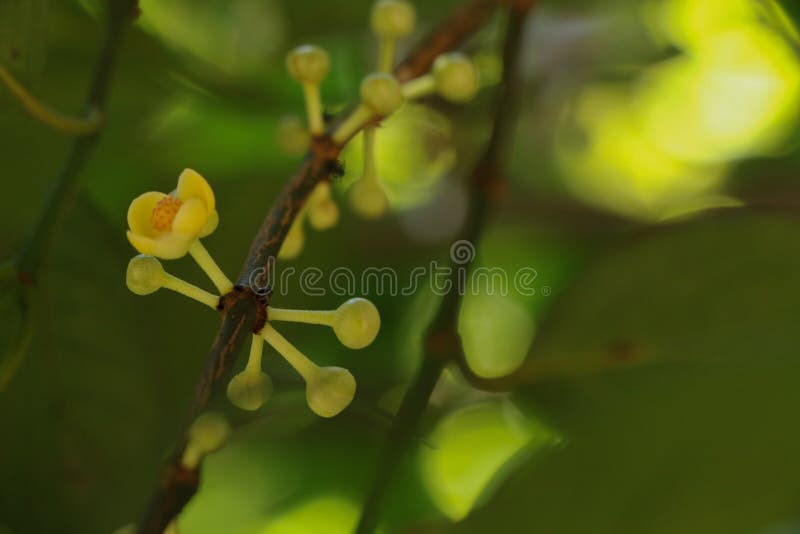 Gamboge Garcinia Stock Photos - Free & Royalty-Free Stock Photos from ...