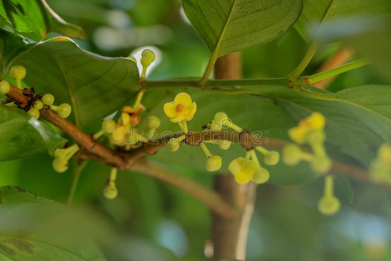 Gamboge Tree in Garden on Morning Stock Photo - Image of garcinia ...