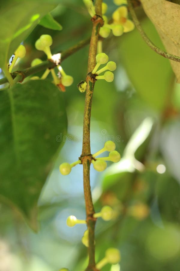 Gamboge Garcinia Stock Photos - Free & Royalty-Free Stock Photos from ...