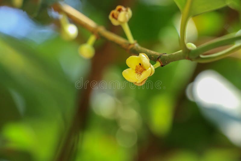 Leaf Gamboge Tree in Thailand Stock Image - Image of natural, tree ...