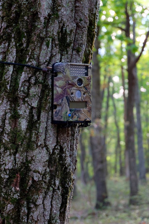 Game Camera Mounted on Tree Stock Image - Image of camouflage, hunting ...