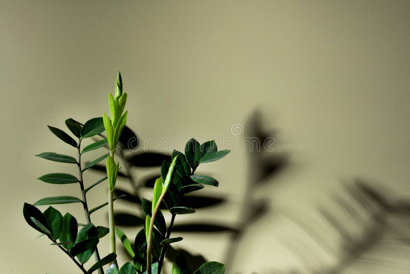 The Game of Light and Shadow of House Plants on the Green Wall Stock ...