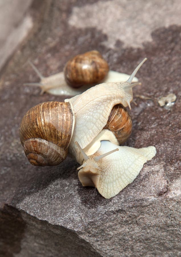 Game Snail Close-up in Nature Stock Image - Image of growth, animal ...