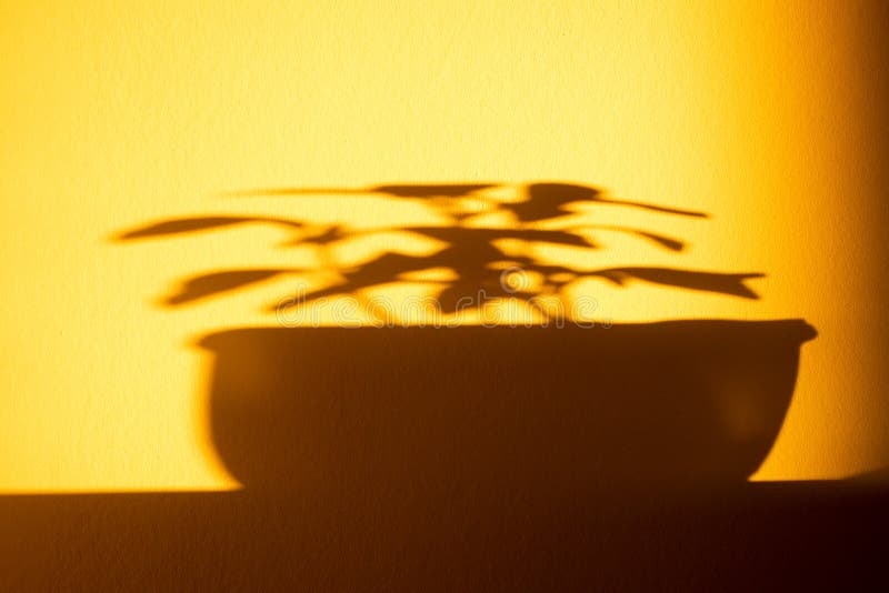 The Game of Sunset Sun and Shadow of House Plants on the Yellow Wall ...