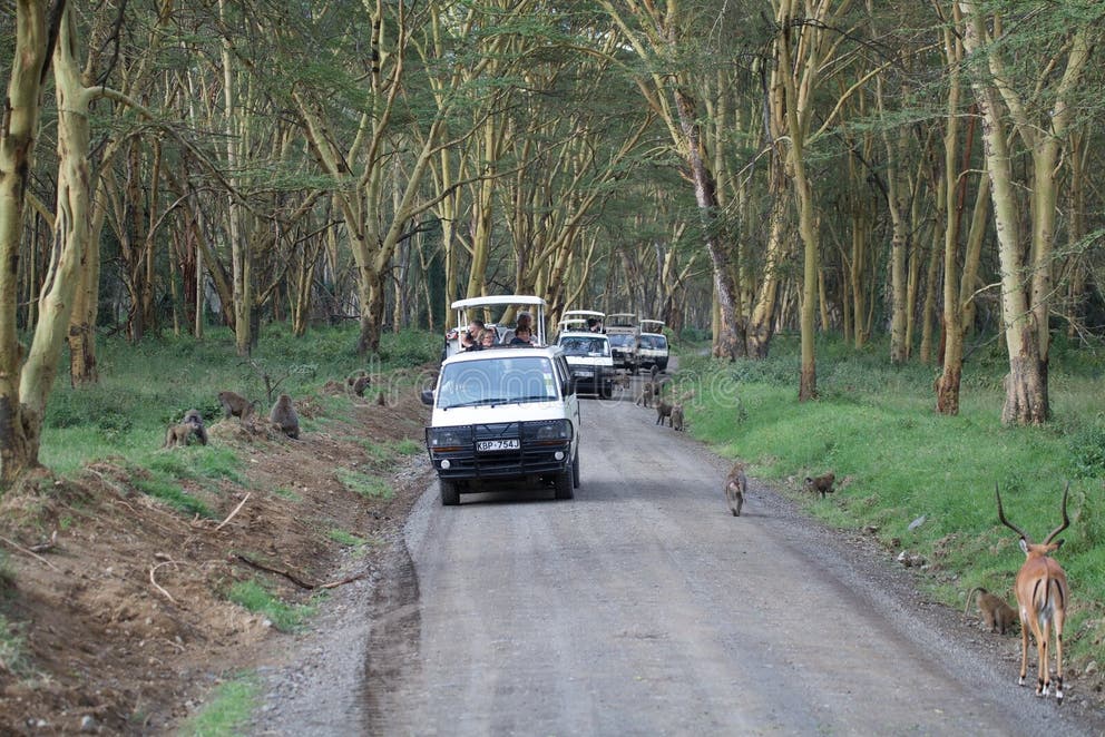 Game Viewing Vehicle in the Forest Editorial Stock Image - Image of ...