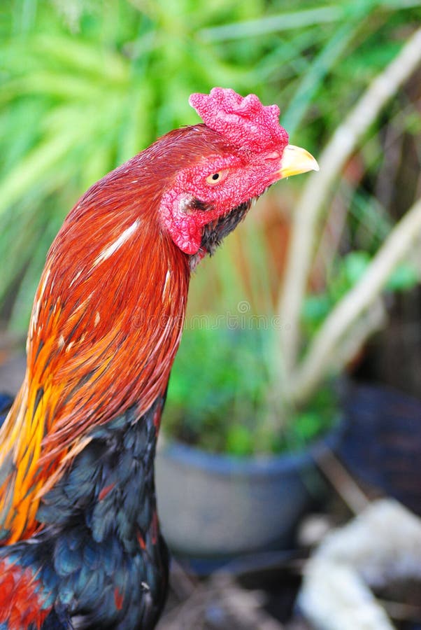 Gamecock Colors Stock Photos - Free & Royalty-Free Stock Photos from ...