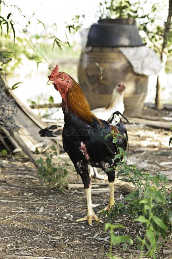 The gamecock stock image. Image of chicken, animal, field - 35161149