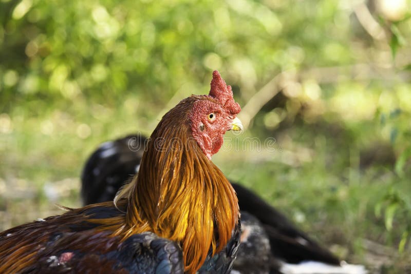 The gamecock stock photo. Image of livestock, magnificent - 35161288