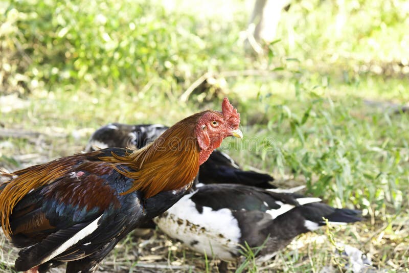 The gamecock stock image. Image of clock, bantam, bird - 35161373
