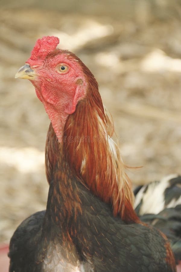 Gamecock stock image. Image of bull, asian, bantam, campaign - 56318867
