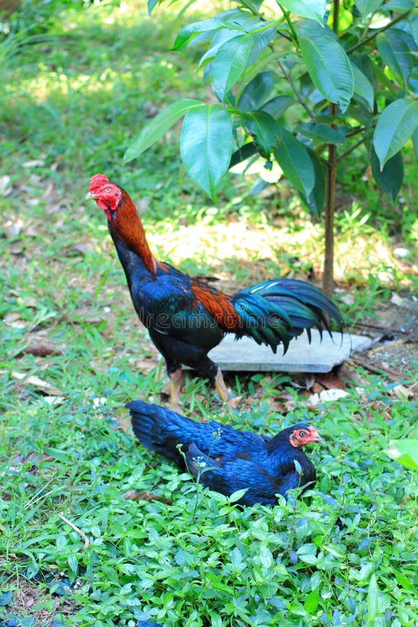 1,292 Gamecock Stock Photos - Free & Royalty-Free Stock Photos from ...