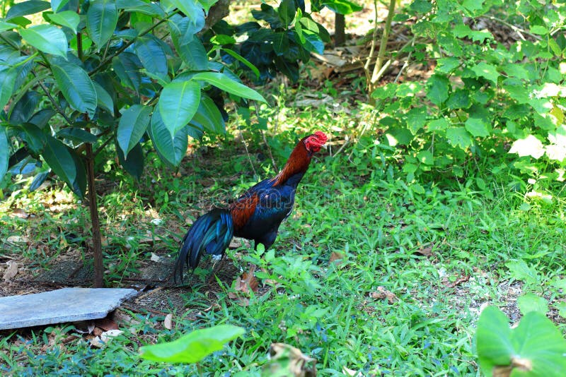 Gamecock stock photo. Image of gamecock, beautiful, local - 66134880