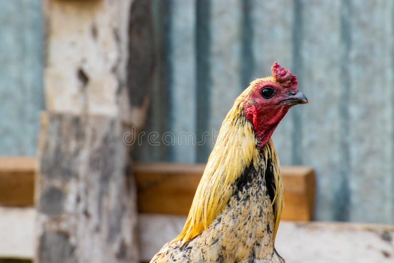 Gamecock. stock photo. Image of rural, poultry, fighting - 212308582