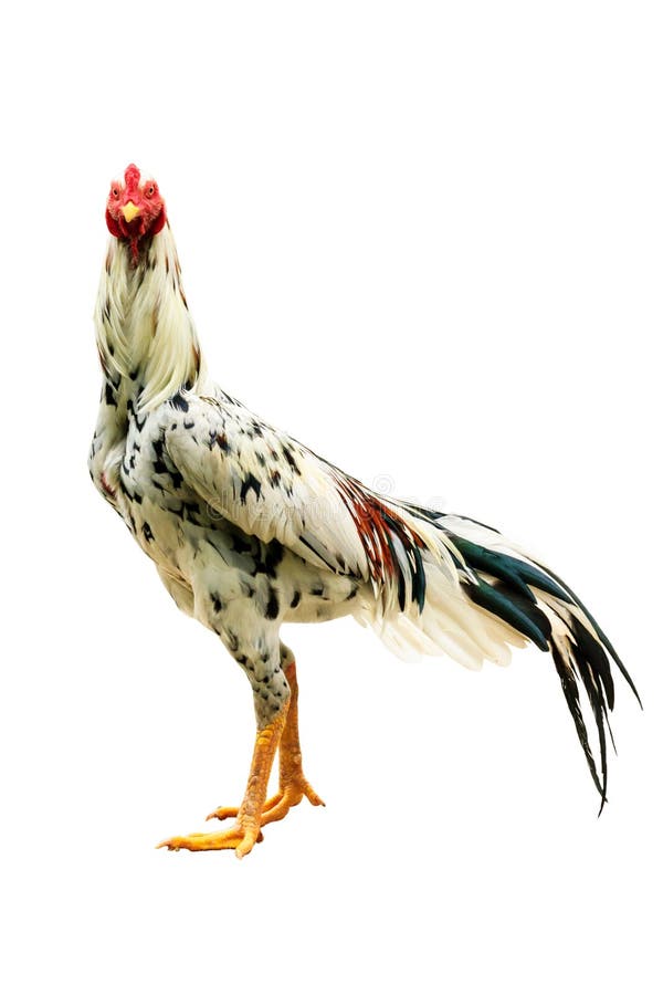 Chicken Bantam ,Rooster Crowing Isolated on White (Die Cutting) Stock ...