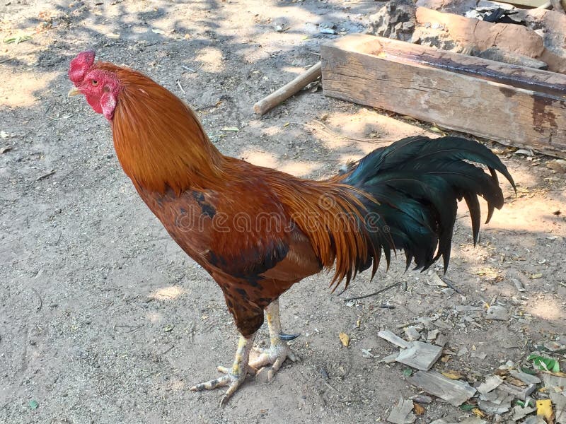 1,065 Gamecock Photos - Free & Royalty-Free Stock Photos from Dreamstime