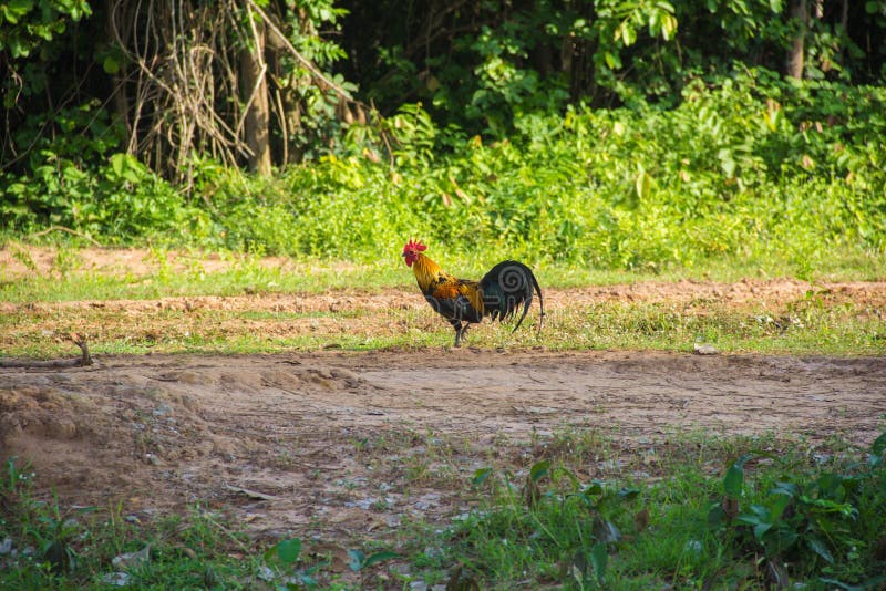 Gamecocks stock image. Image of vicious, strength, legs - 93663087