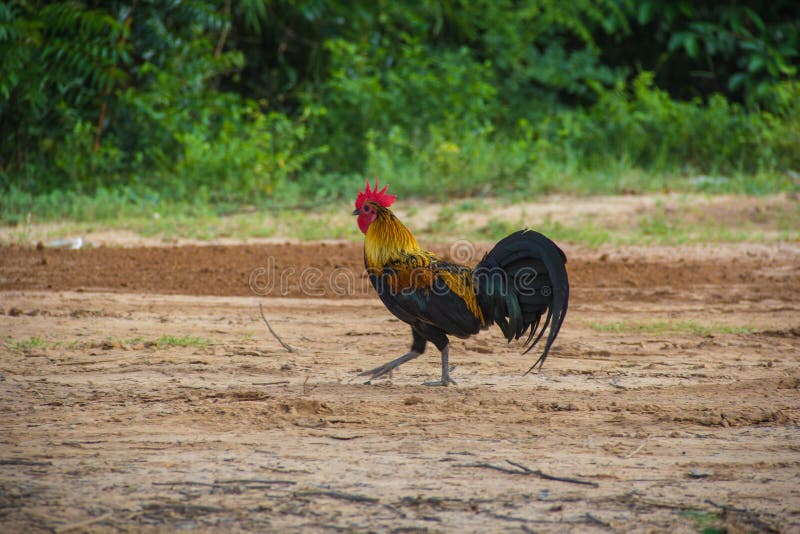Gamecocks stock image. Image of avian, animal, clawing - 93663135