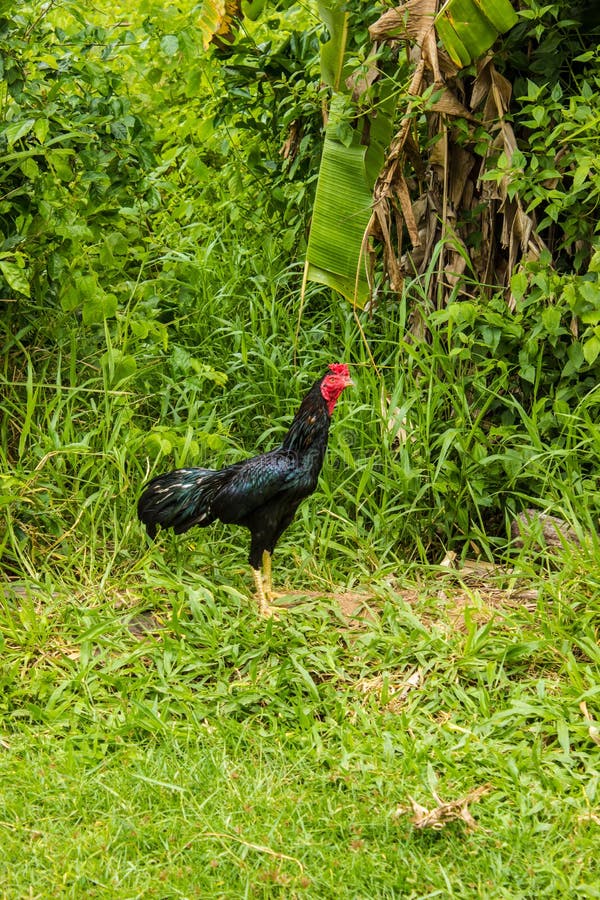 The Gamecocks male green stock image. Image of hunting - 33530829