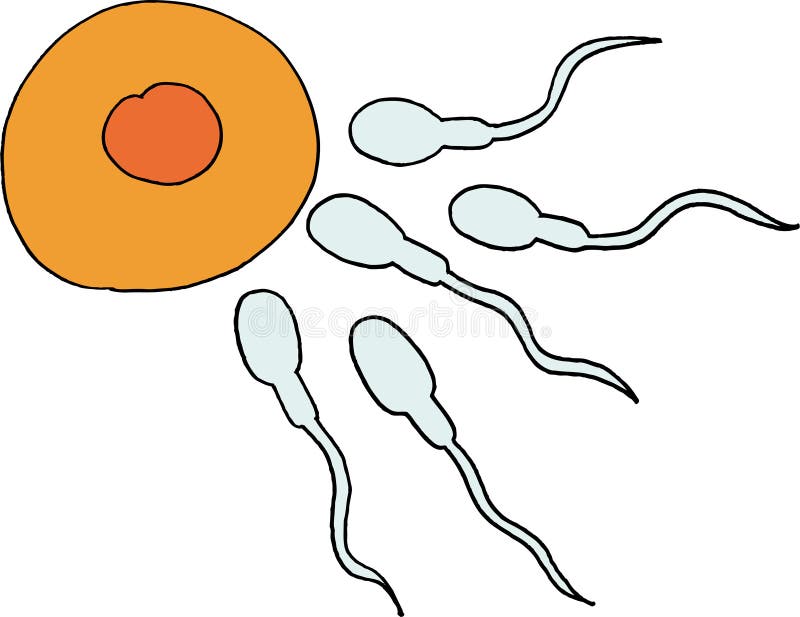 Gametes stock vector. Image of gamete, drawn, sperm, illustrated - 6391731