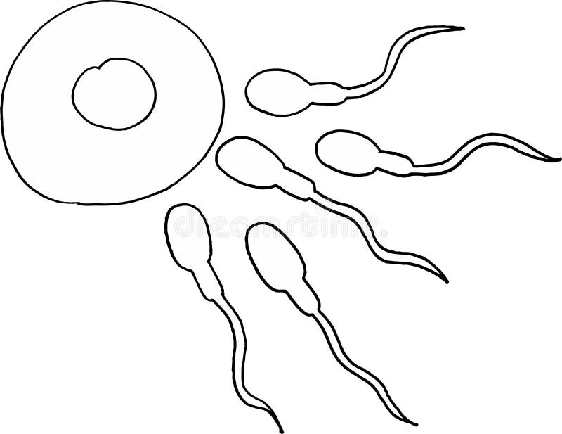 Gametes stock vector. Illustration of syllepsis, procreation - 6391742