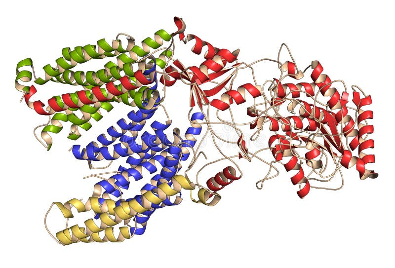 Gamma Secretase Protein Complex. Multi-subunit Intramembrane Protease ...