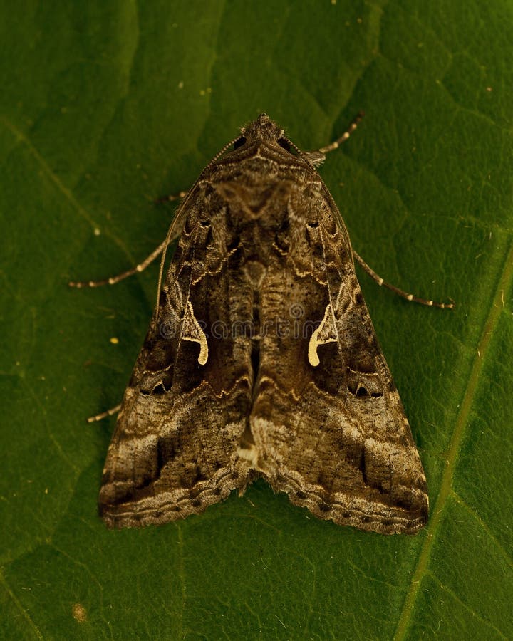 Gammafly Autographa gamma stock photo. Image of insects - 45335104