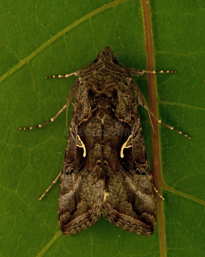 Gammafly Autographa gamma stock photo. Image of entomology - 45335048