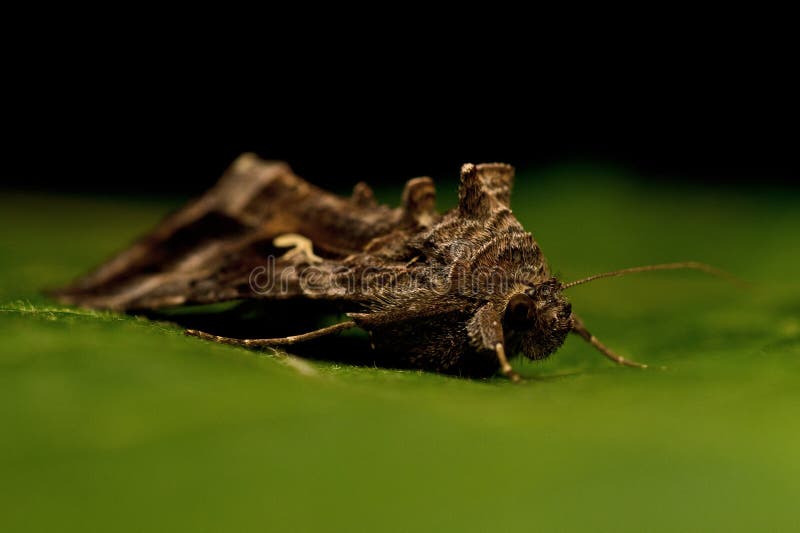Gammafly Autographa gamma stock photo. Image of insects - 45335104