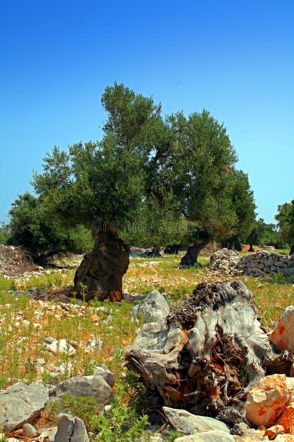 Gammal olive tree arkivfoto. Bild av blad, olja, dunge - 196276