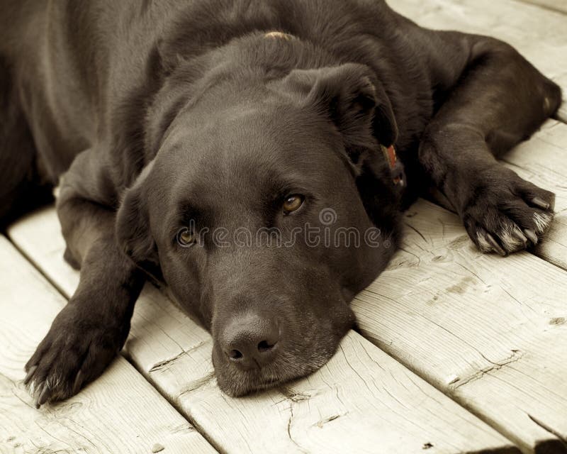 Gammal stor hund fotografering för bildbyråer. Bild av hund - 14798589