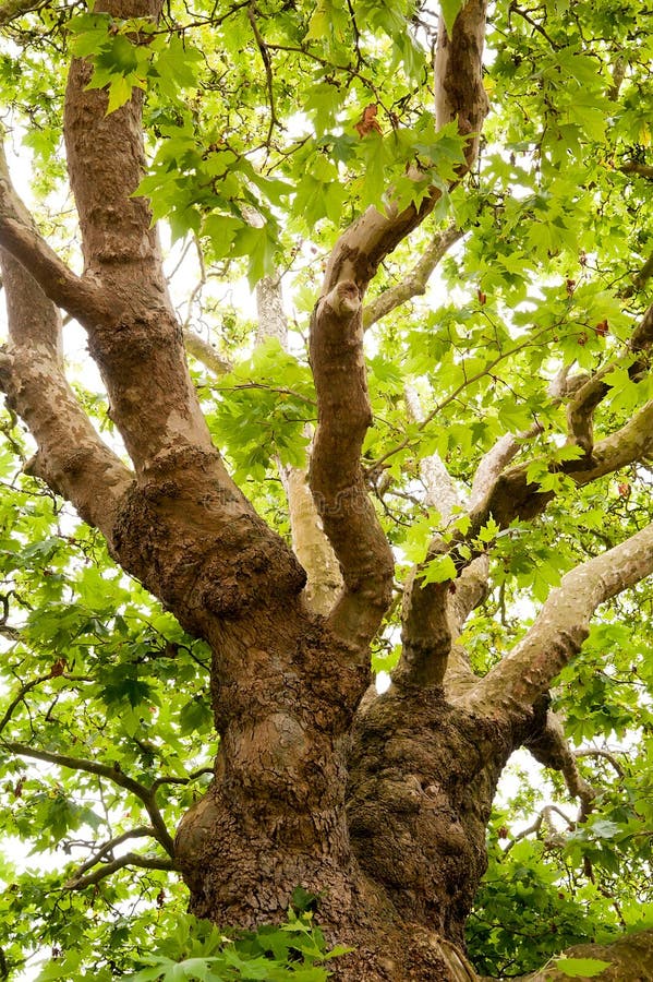 Spansk Mossa På Live Oak Tree Arkivfoto - Bild av florida, hänga: 111788900