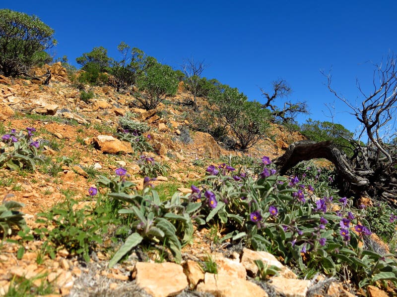 Gammon Ranges, South Australia Stock Image - Image of range, arkaroola ...