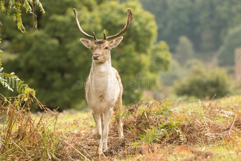 Gamos Que Estão Na Grama Longa Imagem de Stock - Imagem de europa ...