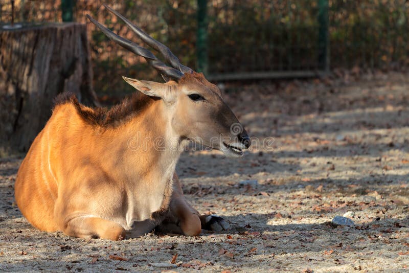 Rebeco imagen de archivo. Imagen de salvaje, gamuza, zagreb - 16994699