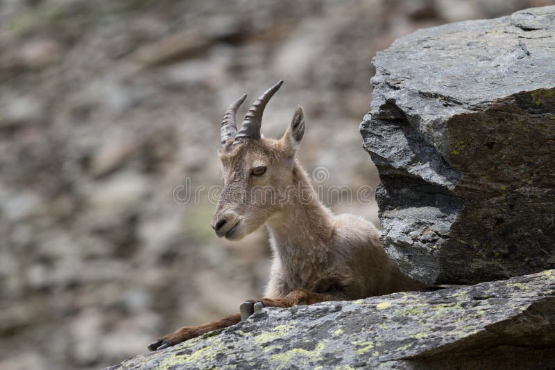 Gamuza Que Miente En La Colina Imagen de archivo - Imagen de eslovaquia ...