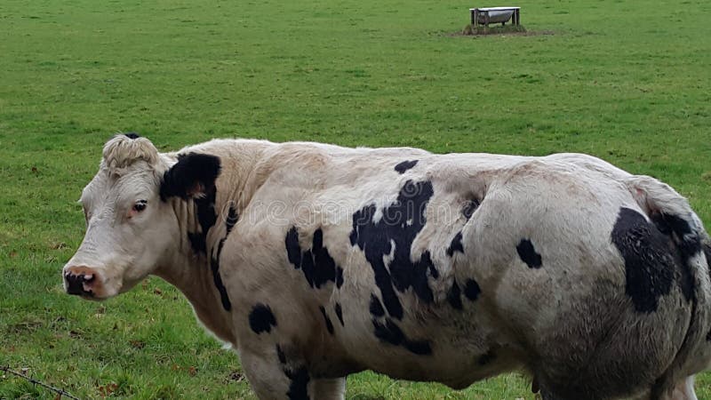 Toro Azul Belga (16 Meses), Foto de archivo - Imagen de estudio, gente ...