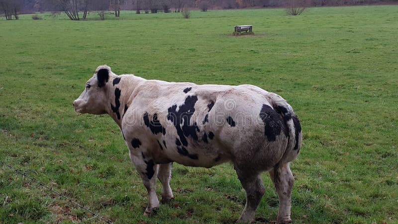 6,894 Musculoso Fotos de stock - Fotos libres de regalías de Dreamstime