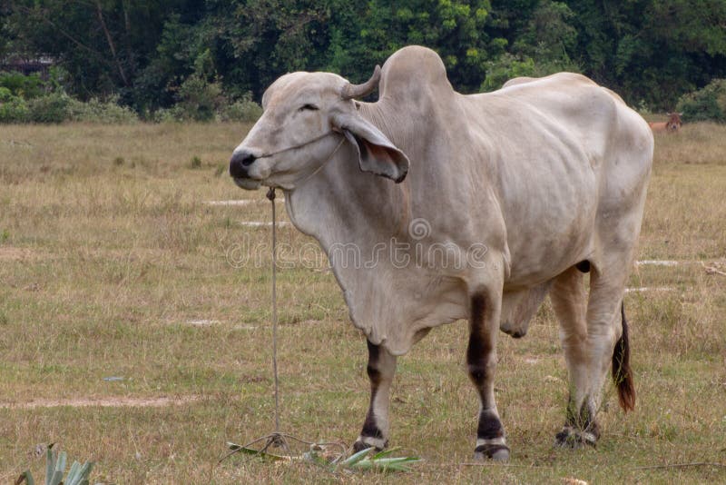 Ganado Blanco Atado En Un Campo Foto de archivo - Imagen de campo, seco ...