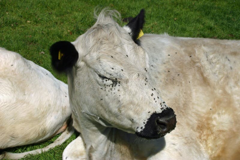Ganado Blanco Con Las Moscas Imagen de archivo - Imagen de nariz, vaca ...
