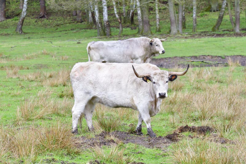 Toro Blanco Del Ganado Del Parque Foto de archivo - Imagen de raro ...