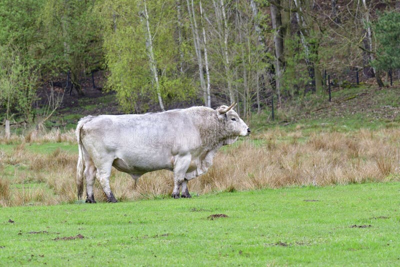 Toro Blanco Del Ganado Del Parque Foto de archivo - Imagen de raro ...
